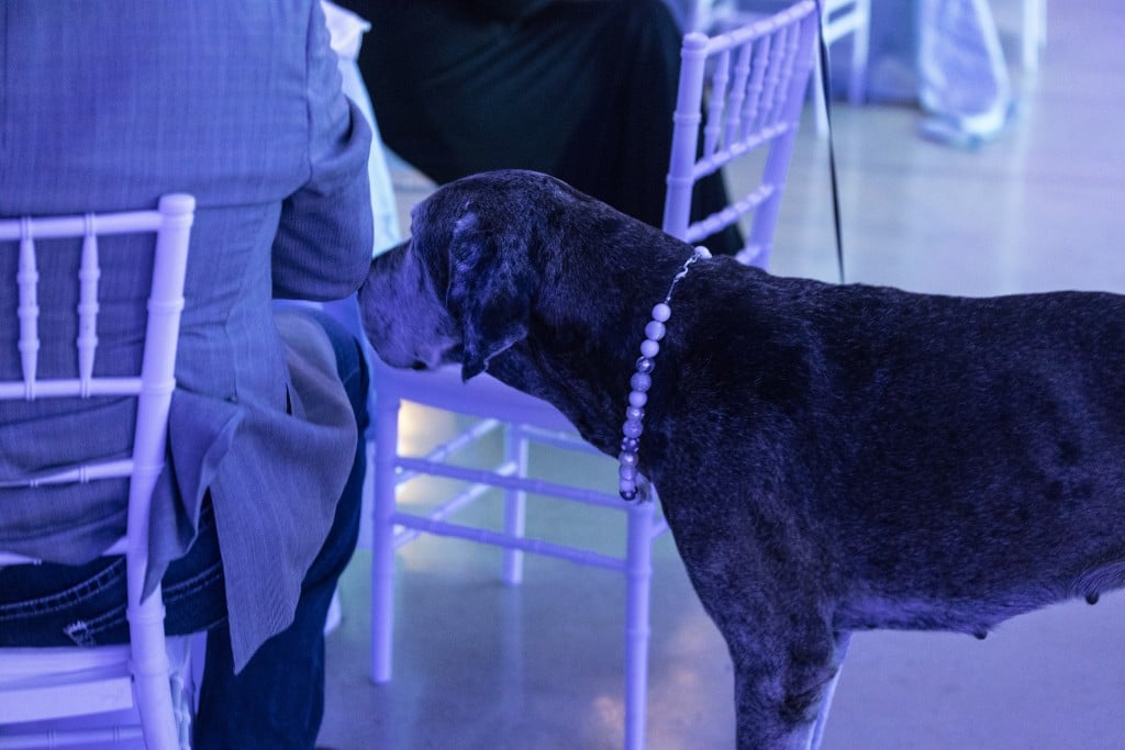 A tribute to Mae, a magnificent Great Dane who lived her Golden Years ...