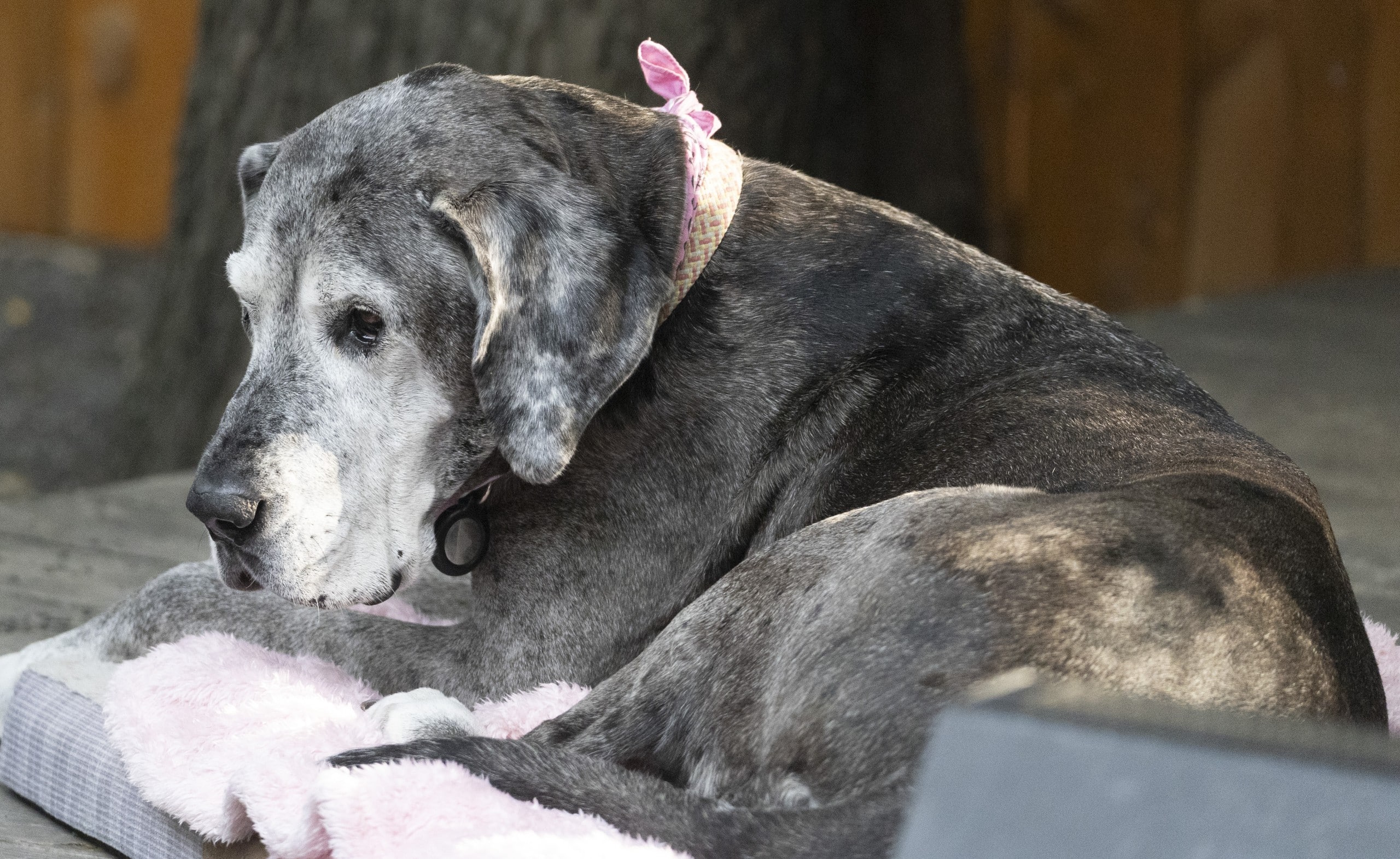 A tribute to Mae, a magnificent Great Dane who lived her Golden Years ...