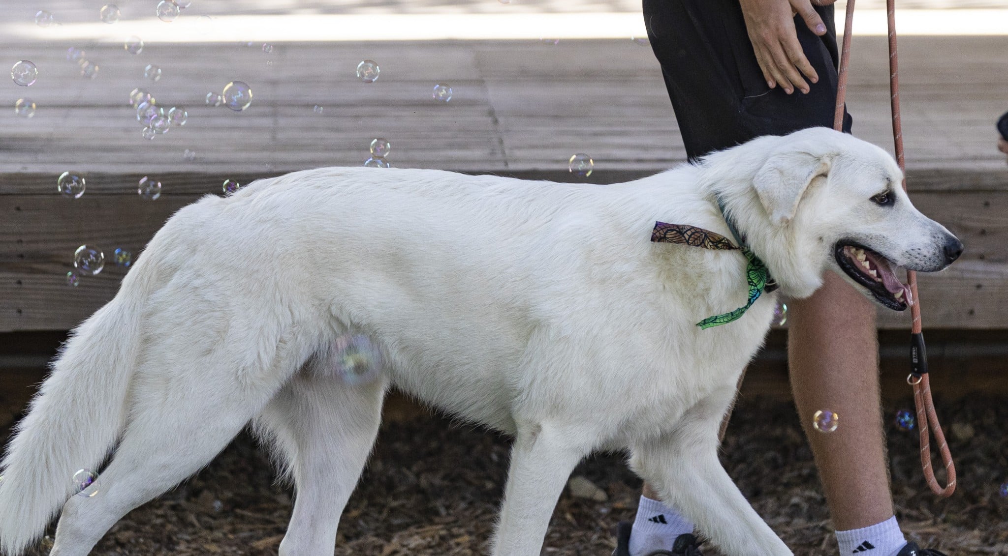 Photo gallery: Blessing of the Animals at Trailhead Beer Garden – The ...